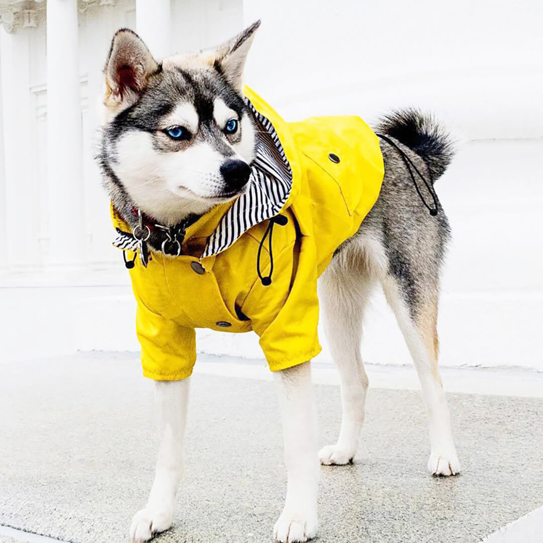Waterproof Yellow Raincoat – Meoweirdo